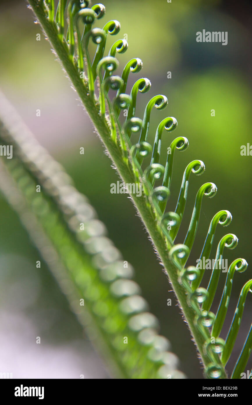 Unfurling Definition