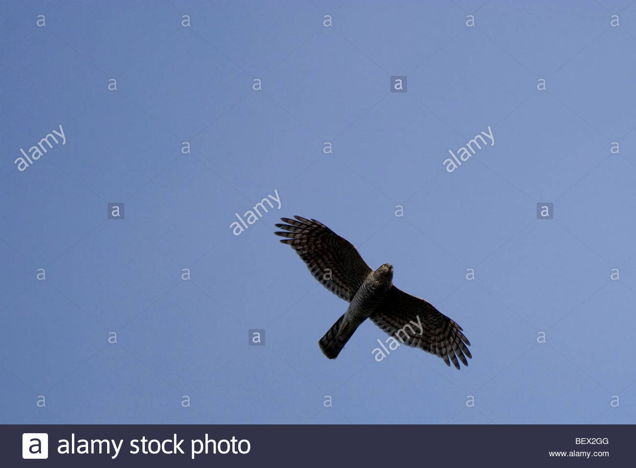 Sparrowhawk Flying Stock Photos & Sparrowhawk Flying Stock Images - Alamy