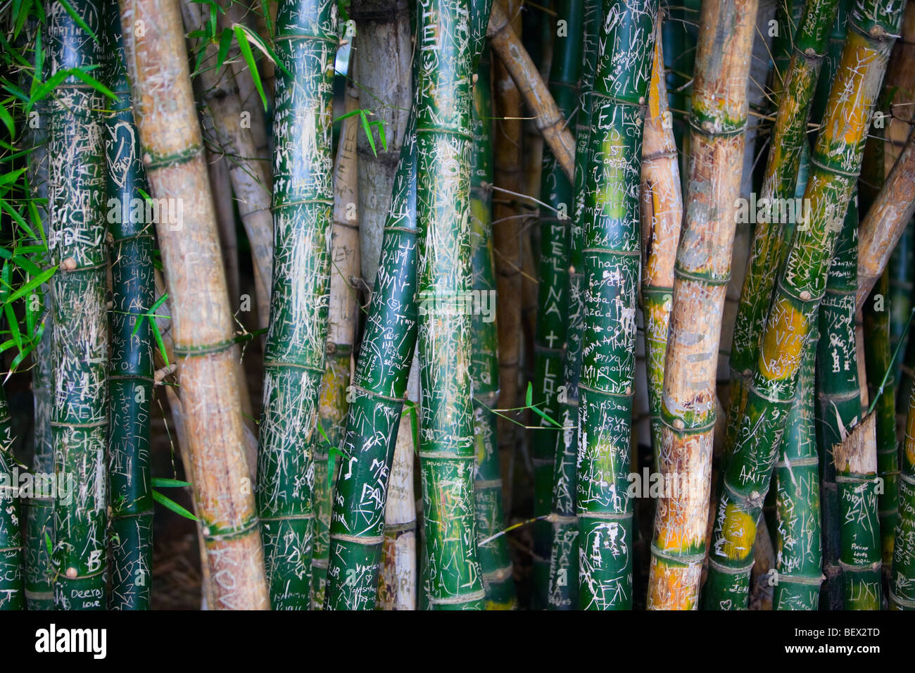 Bamboo with writing hi-res stock photography and images - Alamy