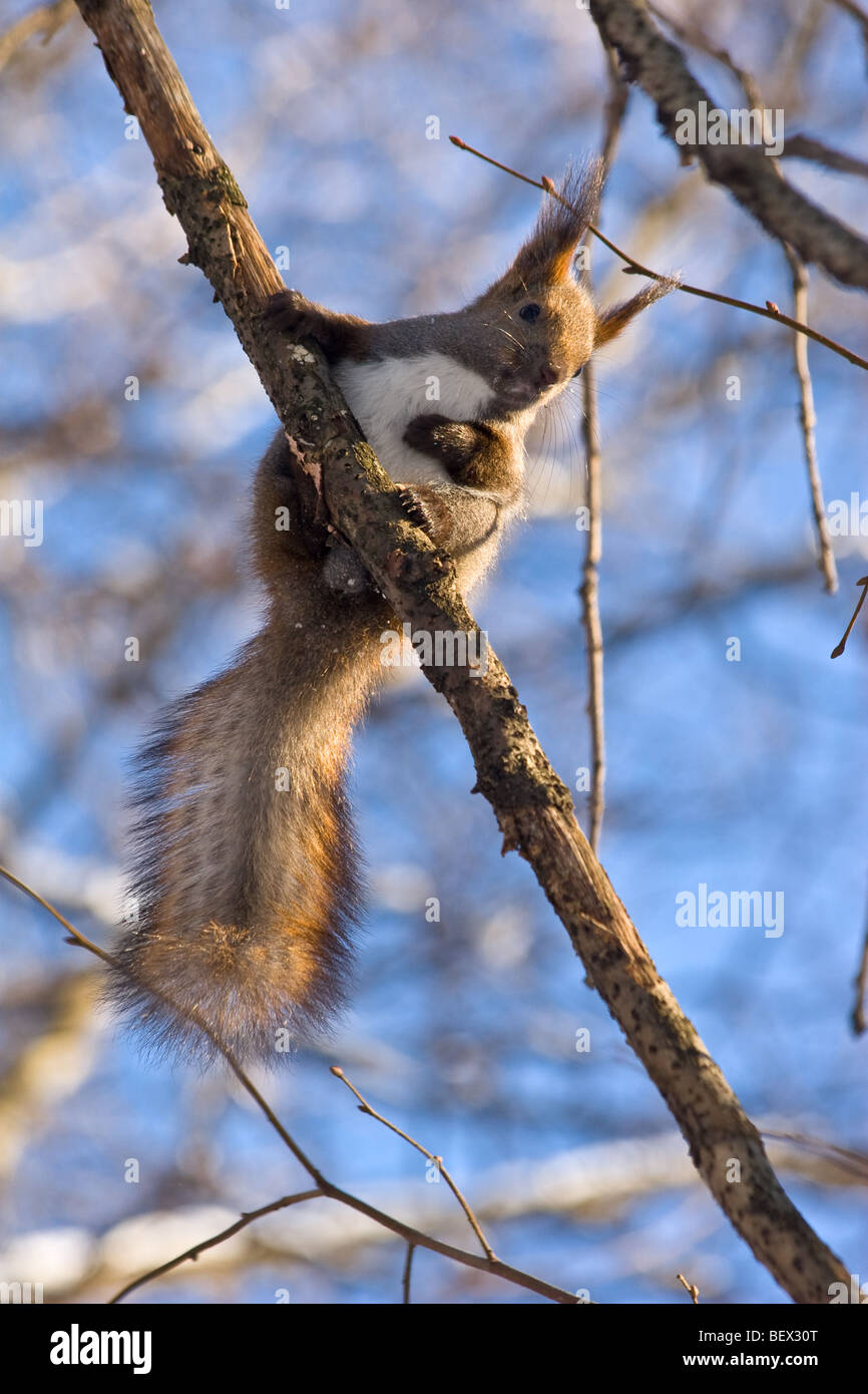 The squirrel - a nice rodent who becomes tame in city park Stock Photo ...