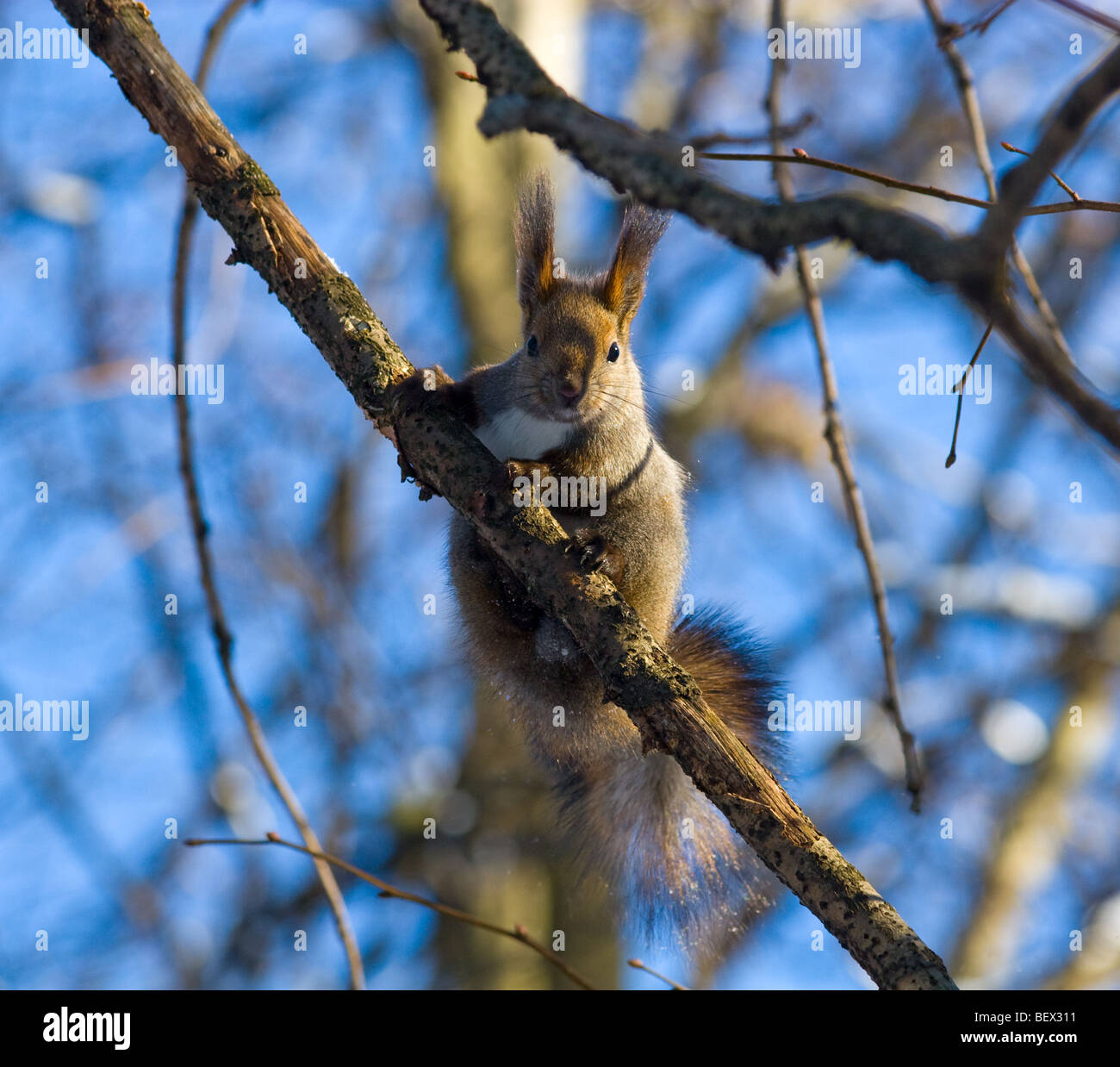 The squirrel - a nice rodent who becomes tame in city park Stock Photo ...