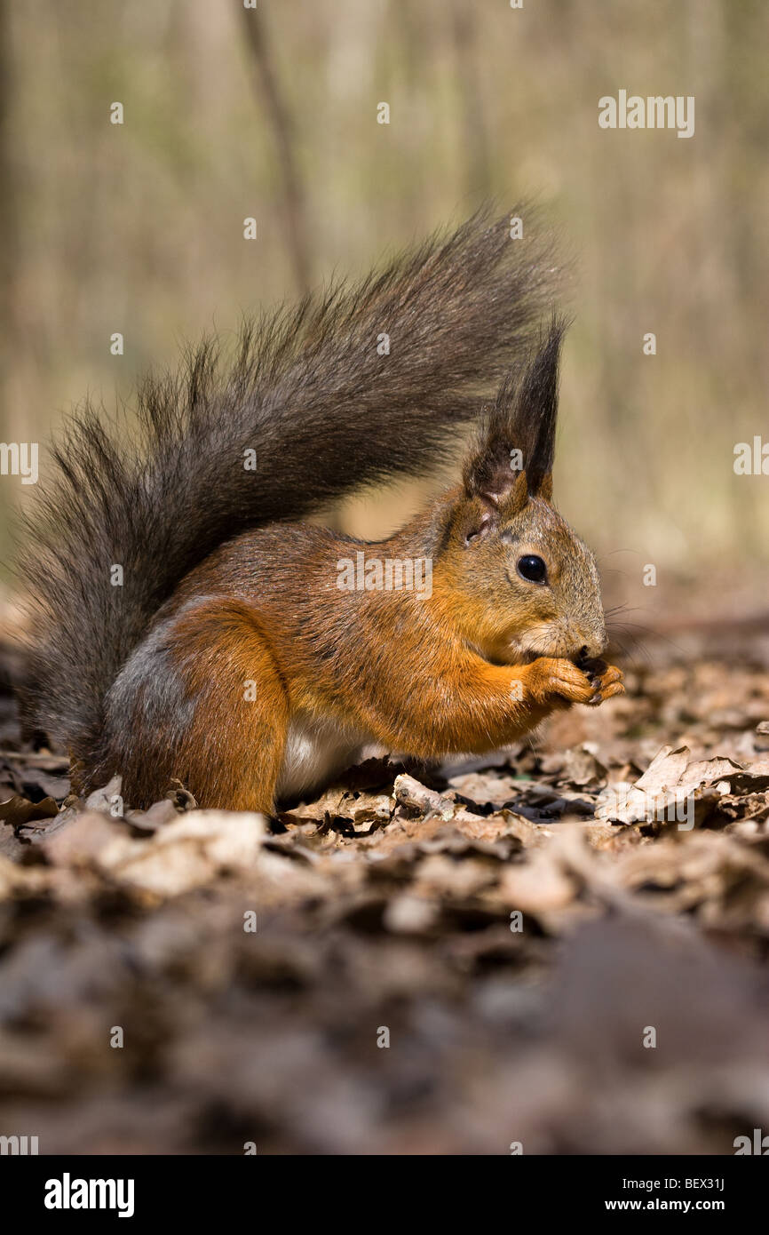 The squirrel - a nice rodent who becomes tame in city park Stock Photo ...