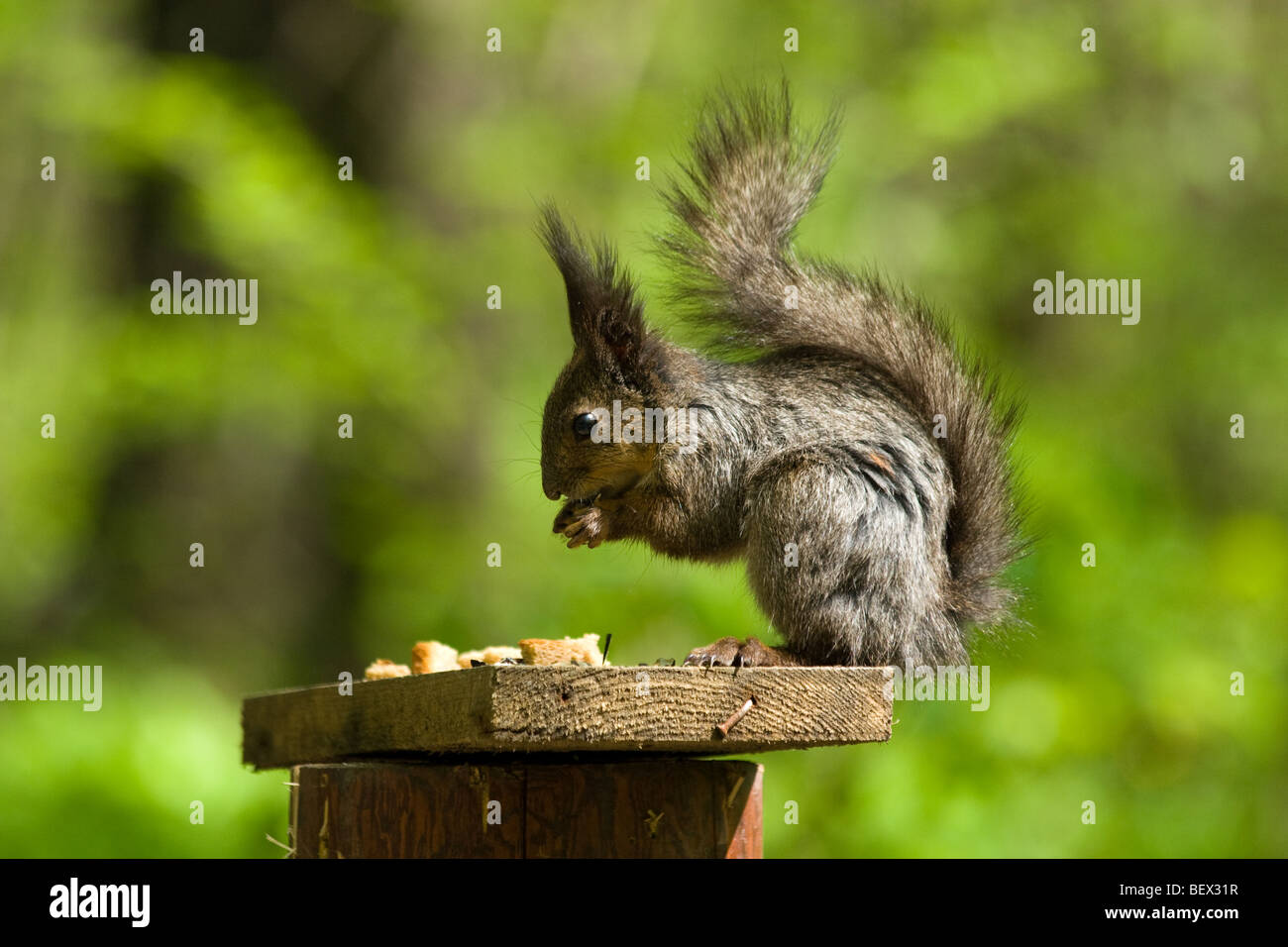 The squirrel - a nice rodent who becomes tame in city park Stock Photo ...
