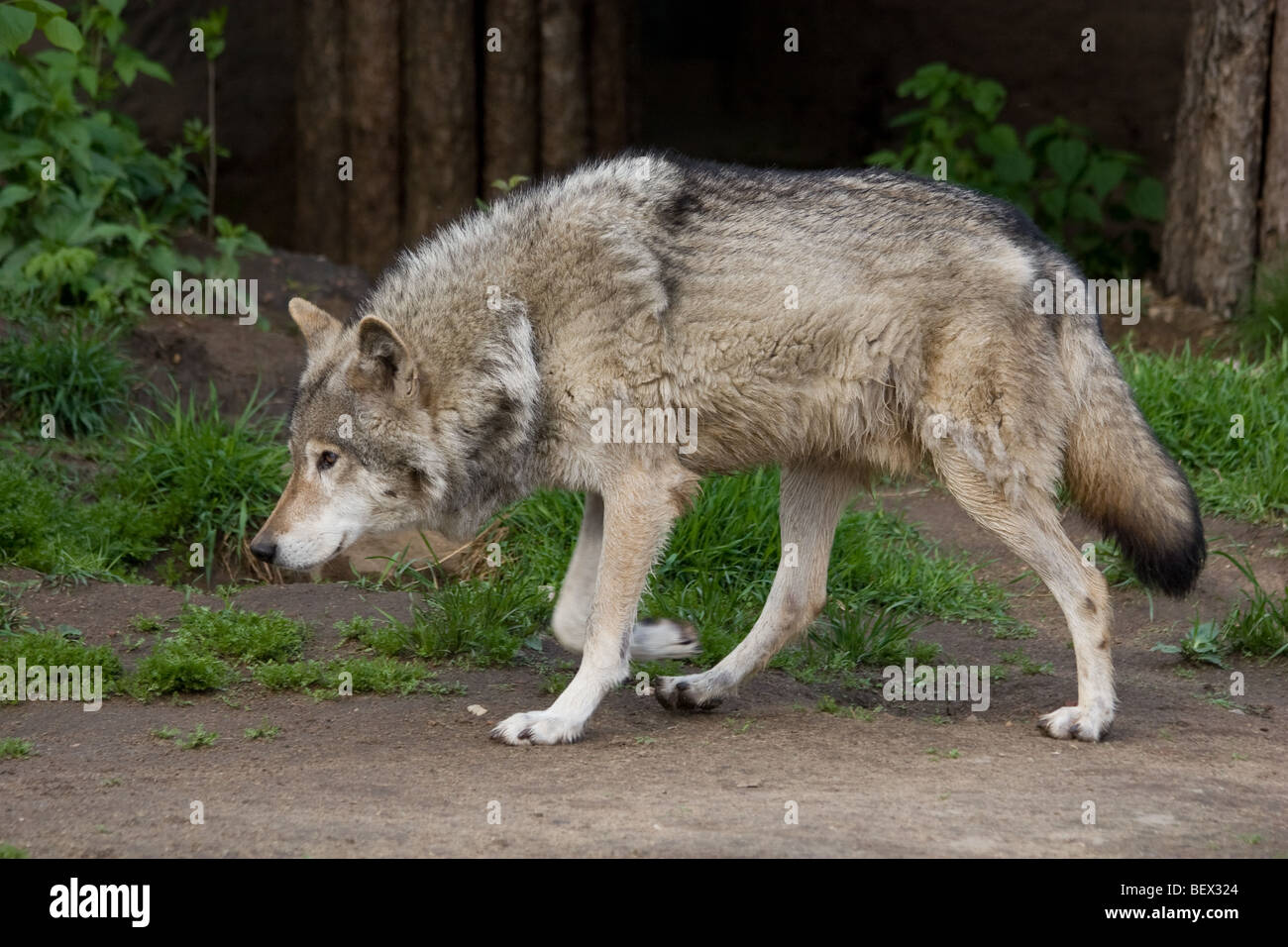The grey wolf in the Moscow zoo misses on a free life Stock Photo - Alamy