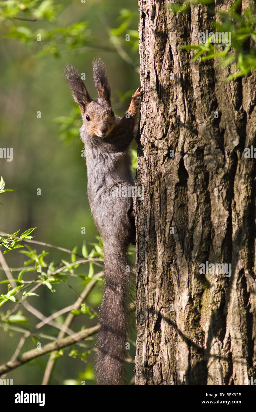 The squirrel - a nice rodent who becomes tame in city park Stock Photo ...