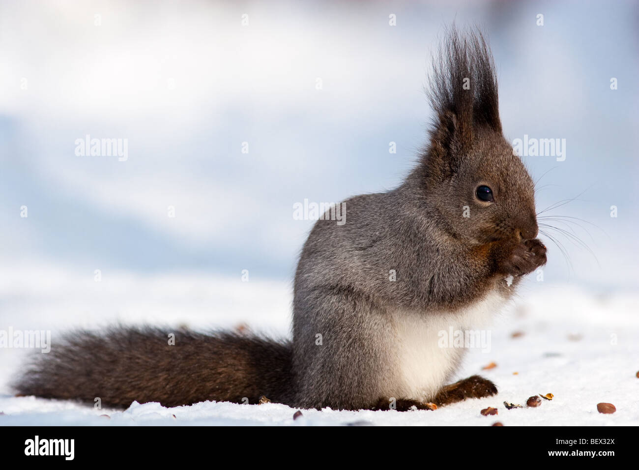 The squirrel - a nice rodent who becomes tame in city park Stock Photo ...