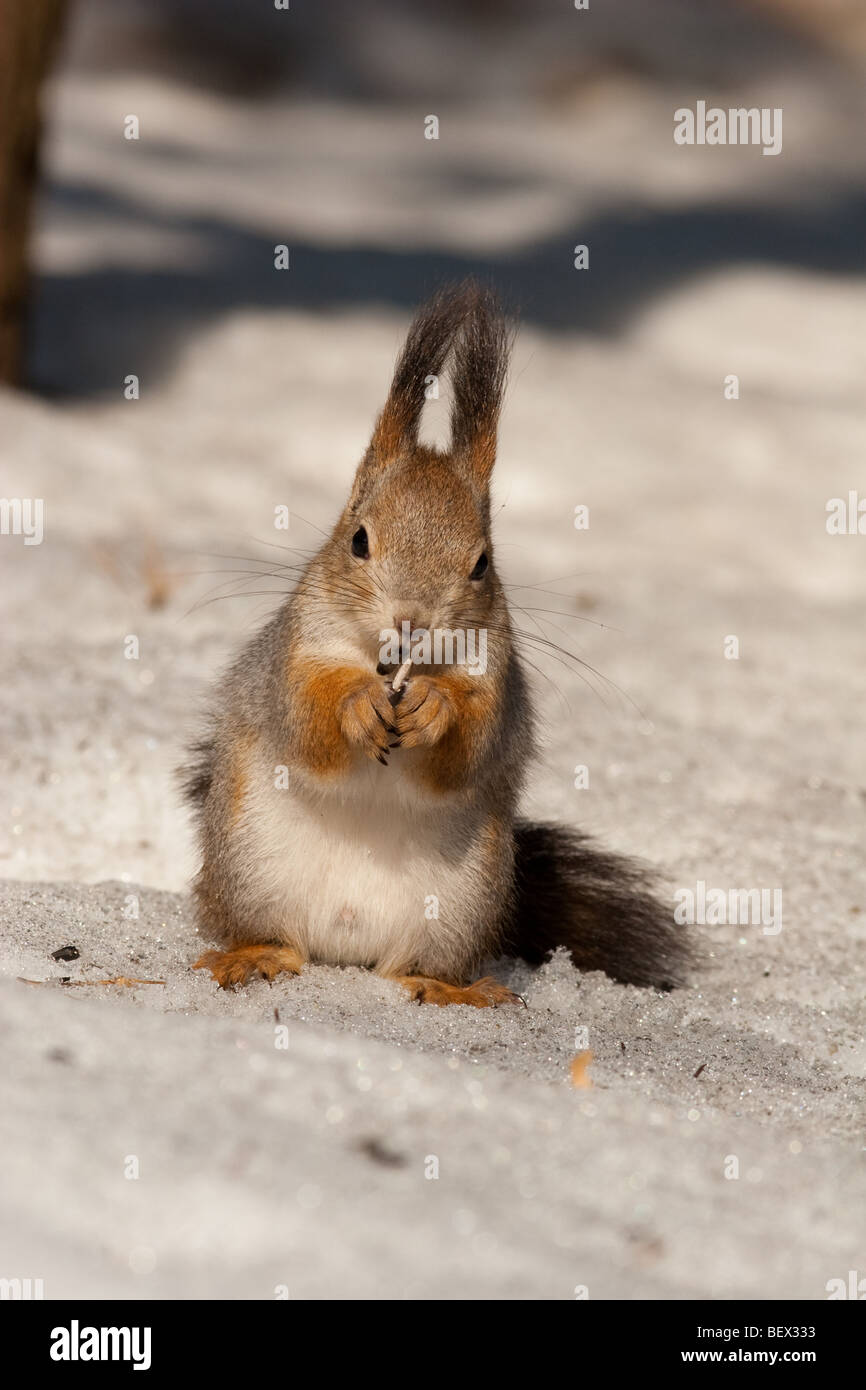 The squirrel - a nice rodent who becomes tame in city park Stock Photo ...