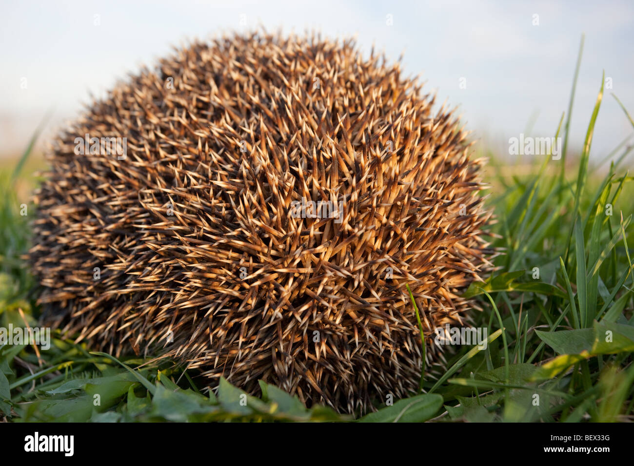 Hedgehog ball hi-res stock photography and images - Alamy