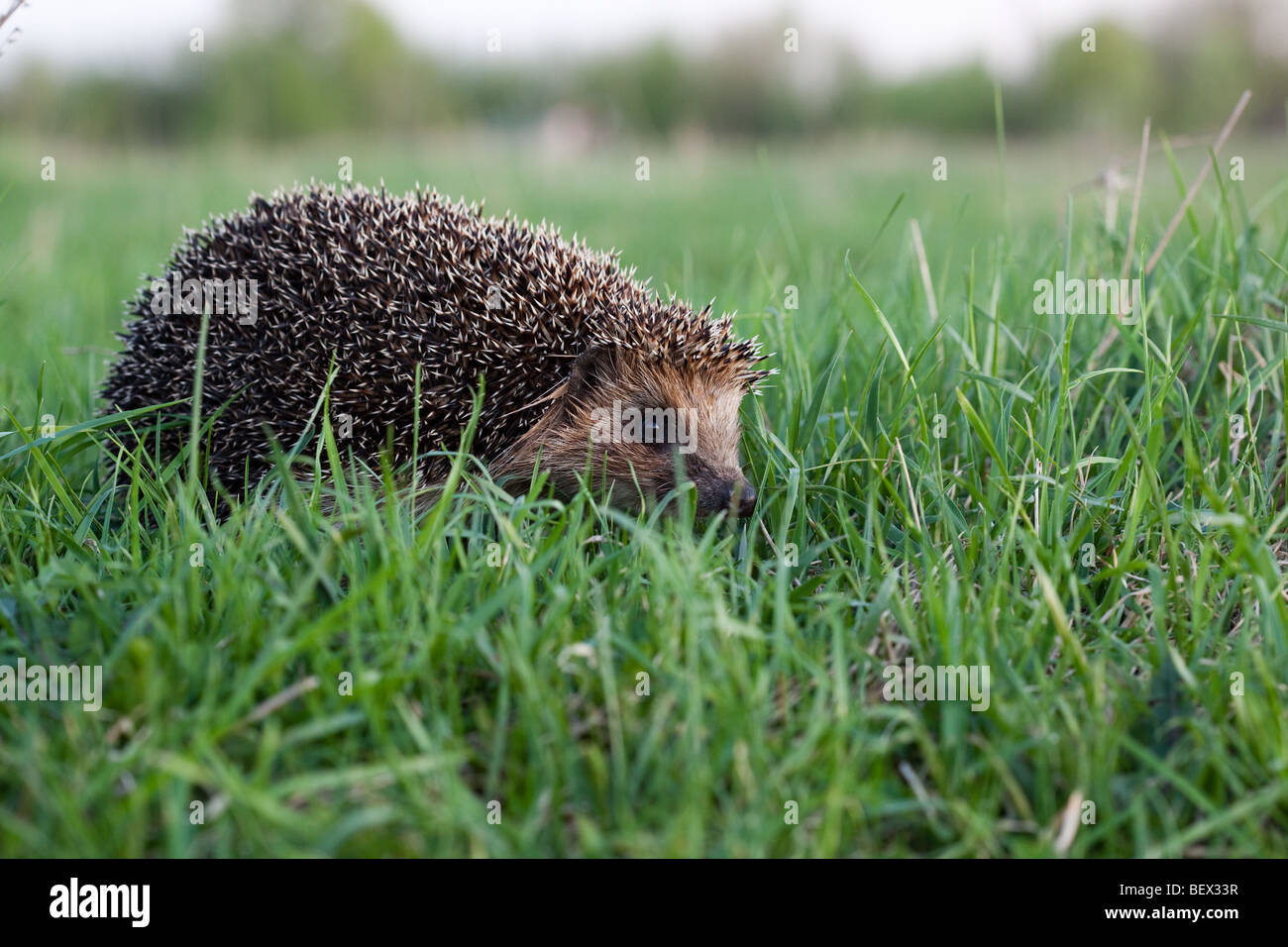 The hedgehog left on evening hunting. It goes on a green grass Stock ...