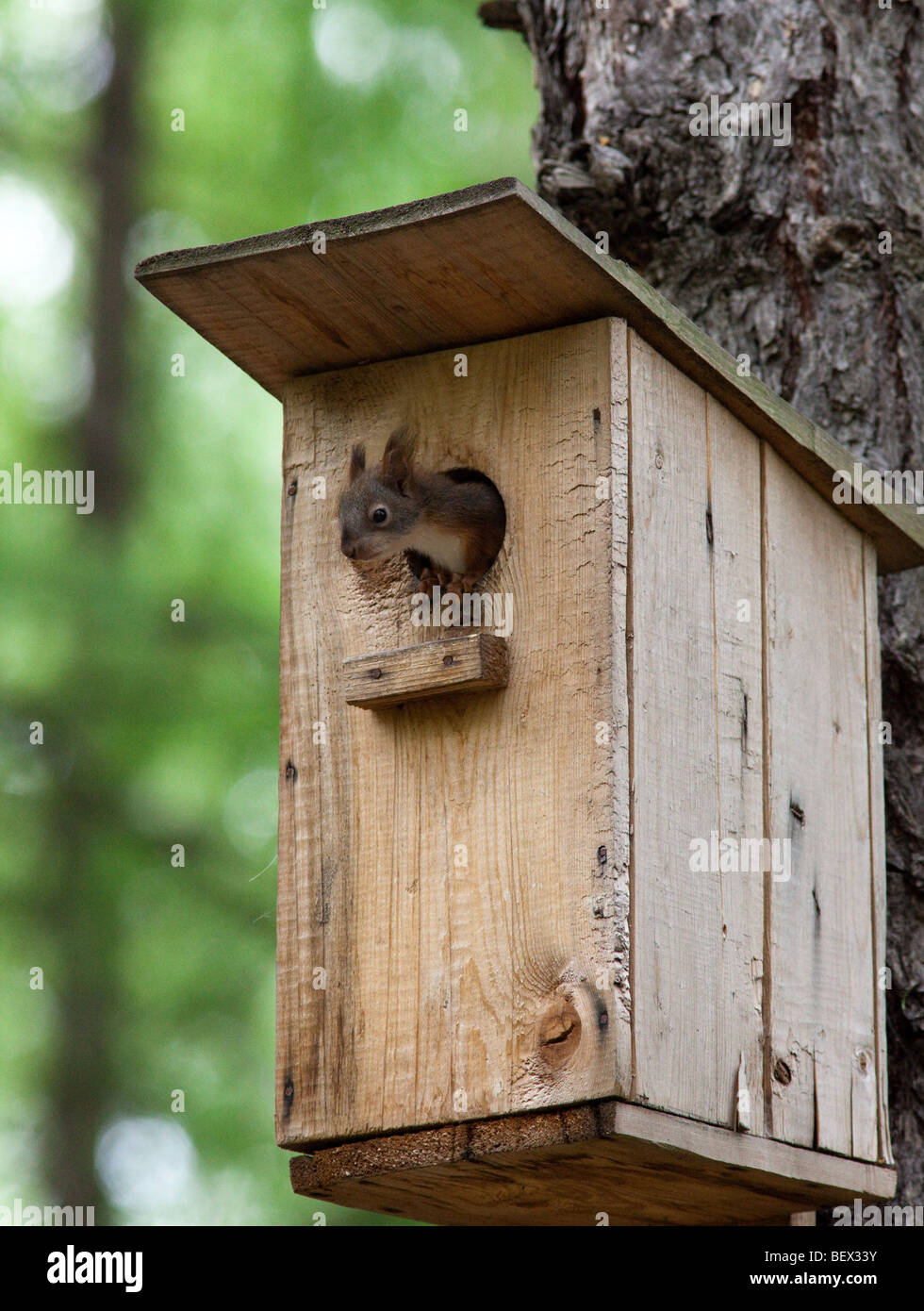 The squirrel - a nice rodent who becomes tame in city park Stock Photo ...