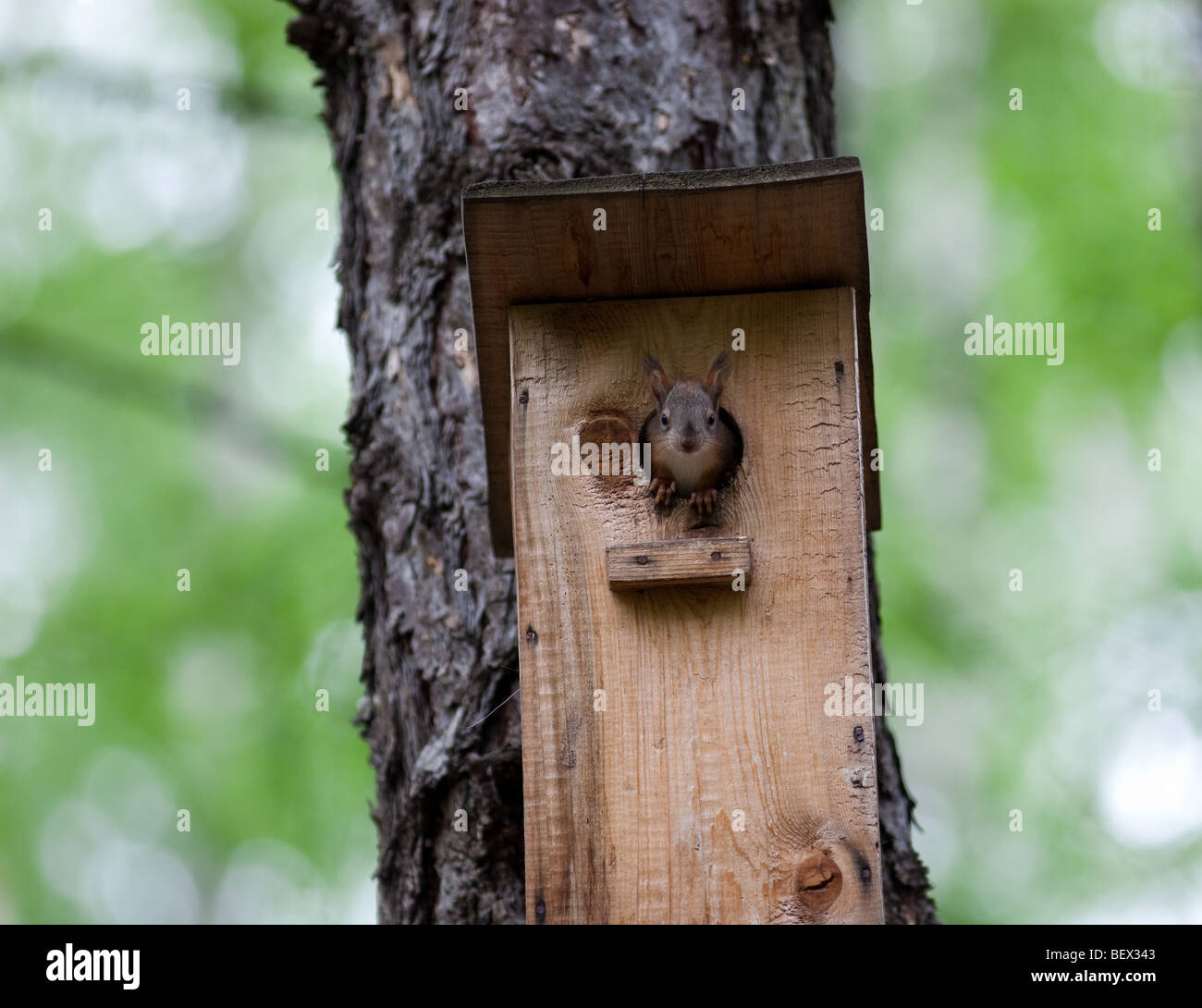 The squirrel - a nice rodent who becomes tame in city park Stock Photo ...