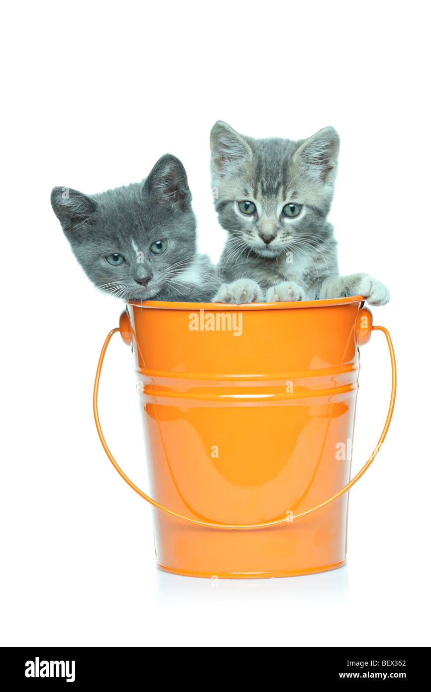 Grey kittens in a bucket isolated on white background Stock Photo - Alamy