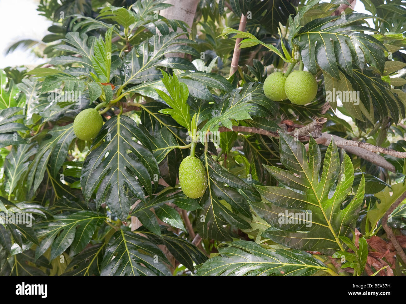Breadfruit tree hi-res stock photography and images - Alamy