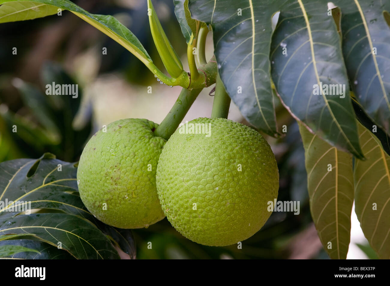 Breadfruit plant tree hi-res stock photography and images - Alamy