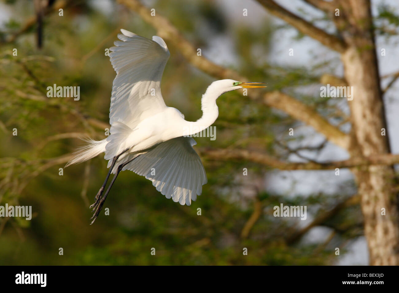 Great Egret in Flight Stock Photo - Alamy