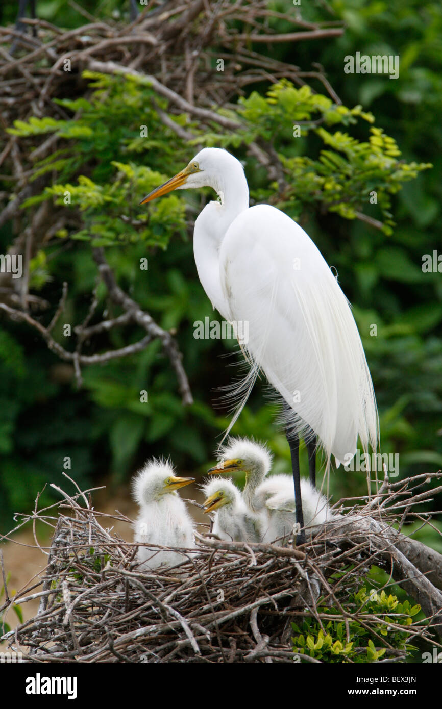 Baby egret in nest hi-res stock photography and images - Alamy