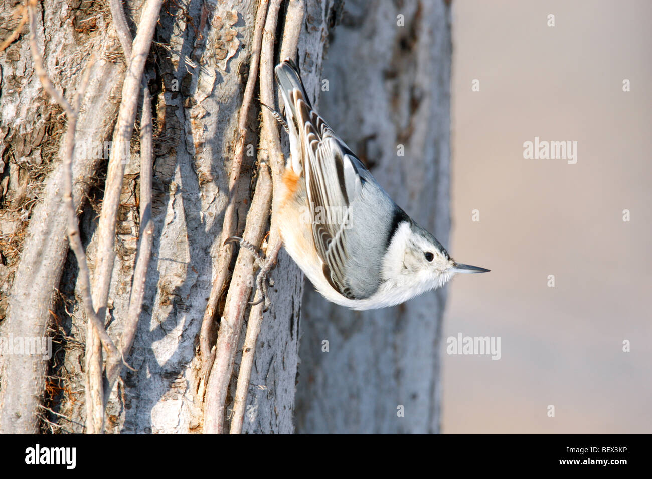 White Breasted Nuthatch High Resolution Stock Photography and Images ...