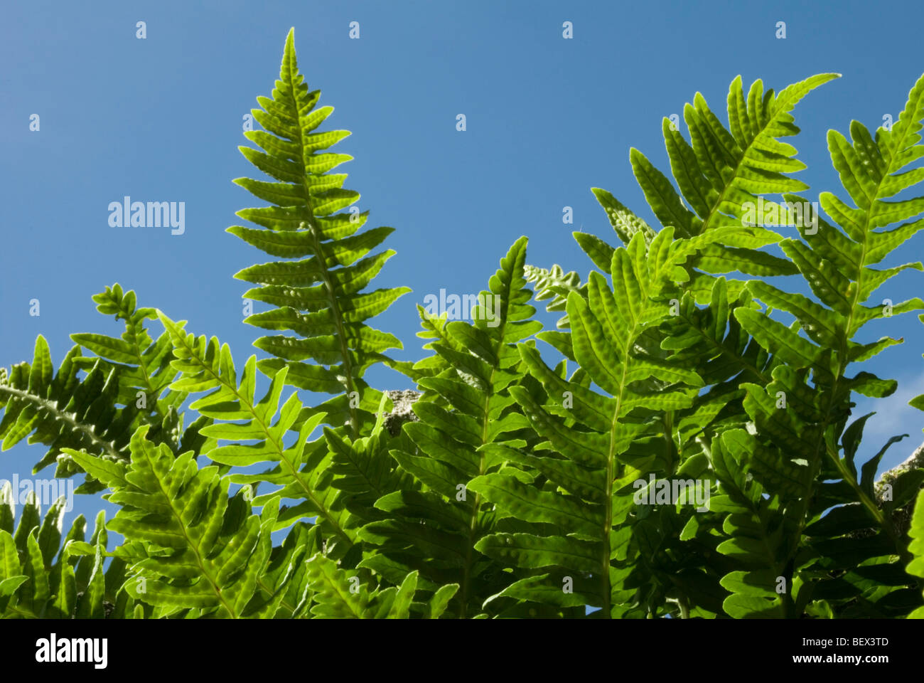 A polypody fern Stock Photo - Alamy