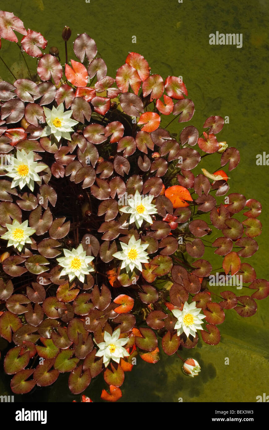 Nymphaea ‘pygmaea helvola’ hi-res stock photography and images - Alamy