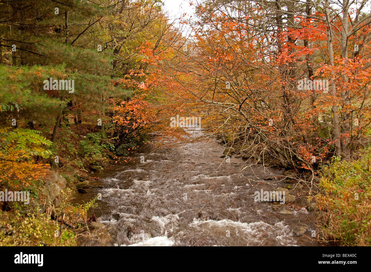 Fall Color along a stream in the Blue Ridge Mountains, North Carolina ...