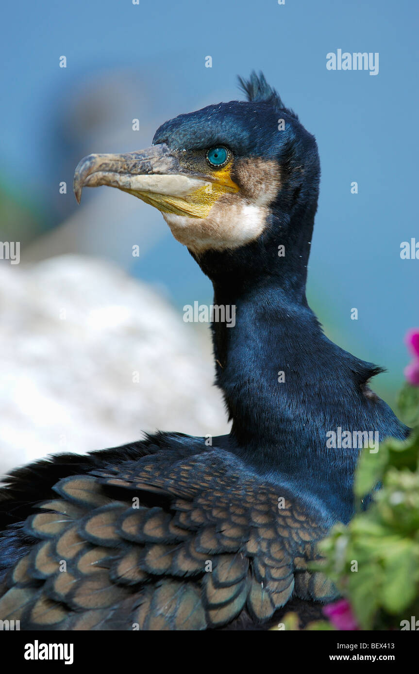 Shag (Phalacrocorax aristotelis). Scotland. U.K Stock Photo - Alamy
