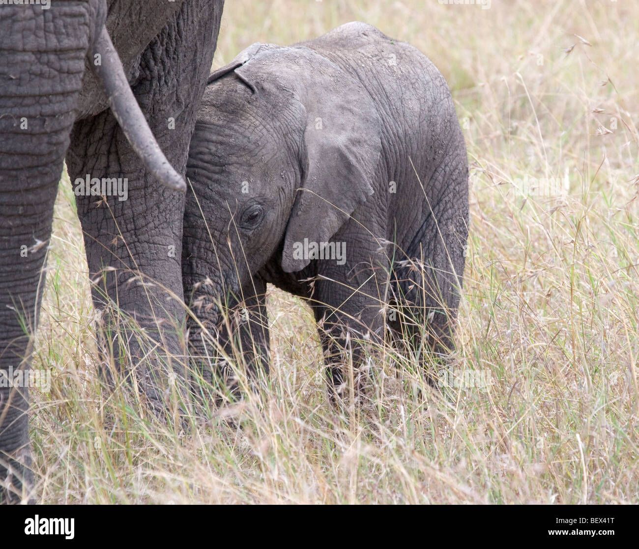 Mother and baby elephant hi-res stock photography and images - Alamy