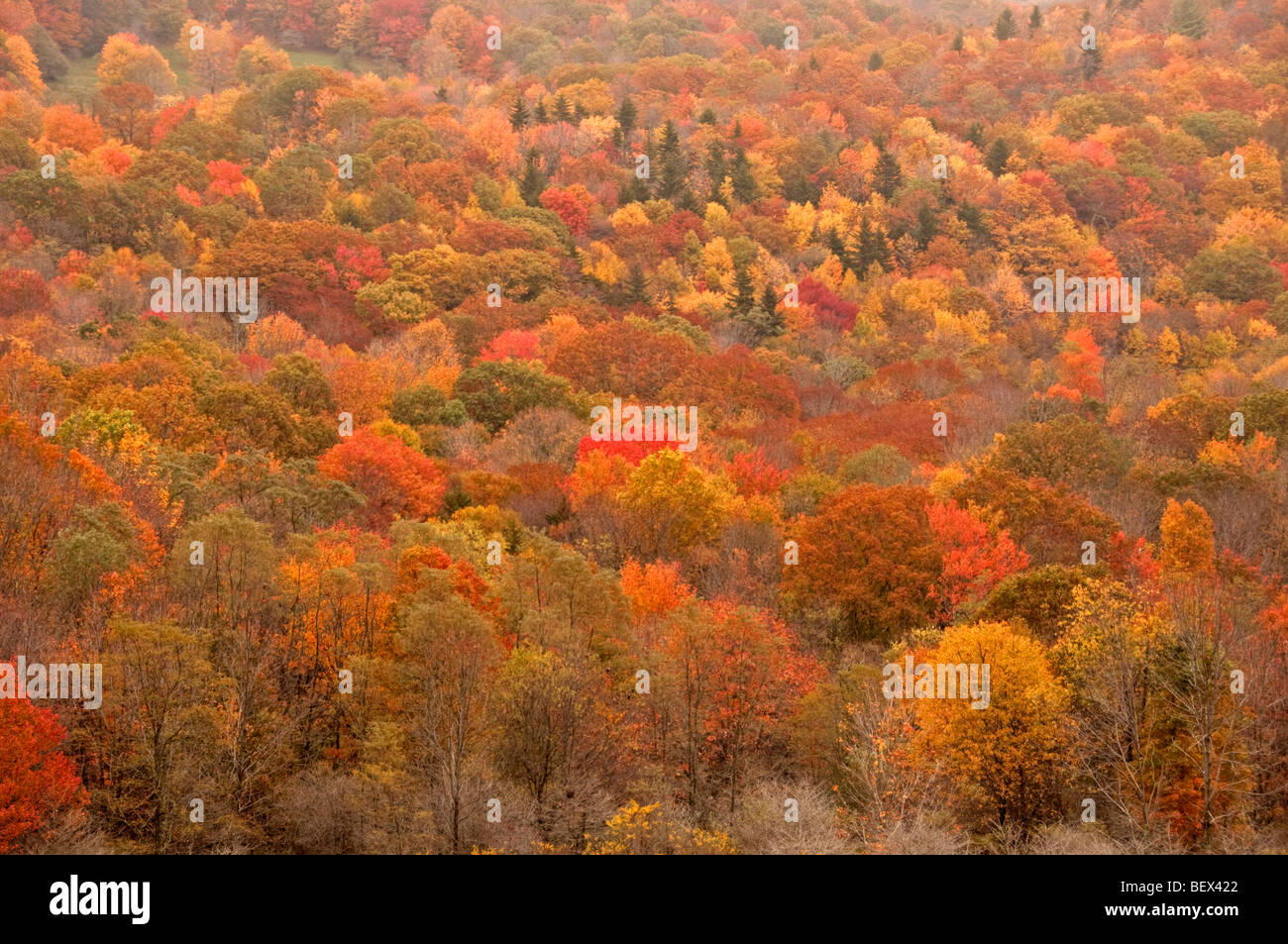 Fall Color Viewed from Sugarlands Overlook, Virginia Stock Photo - Alamy