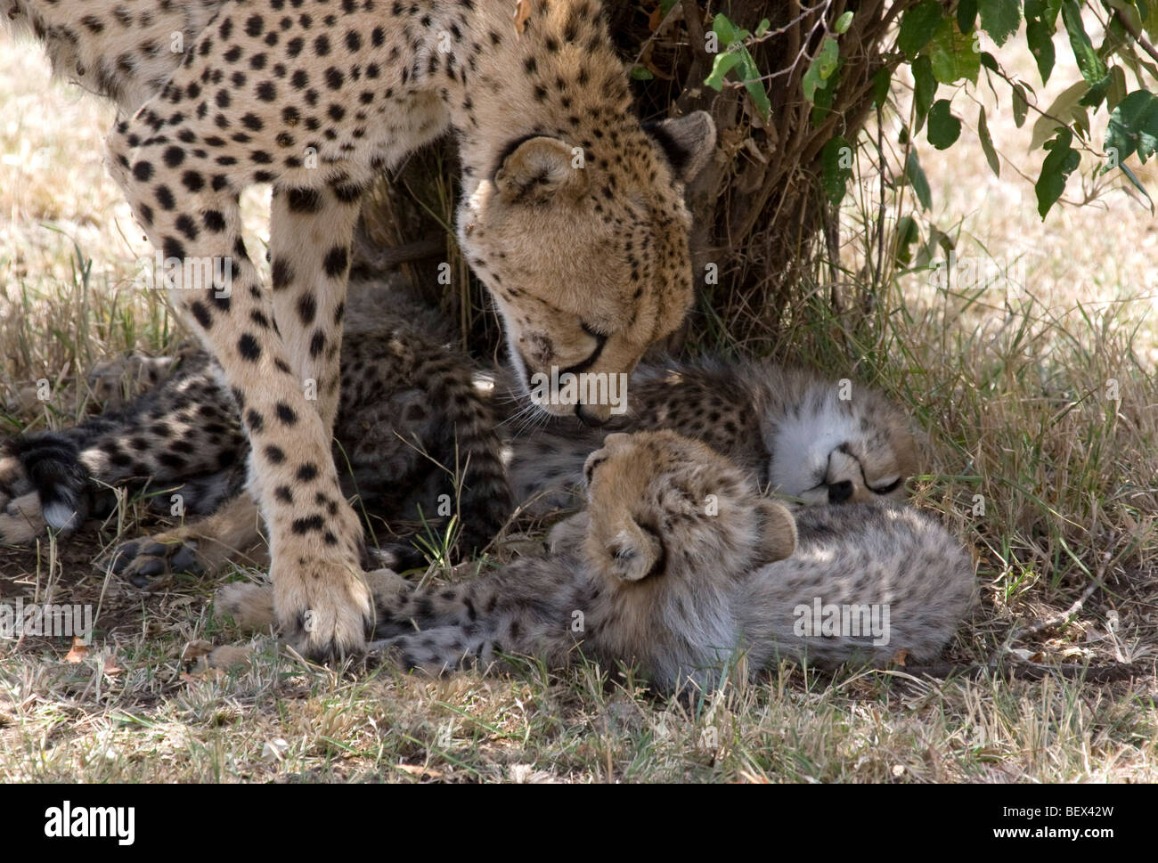 Cheetah mother greets her cubs in the Masai Mara Stock Photo - Alamy