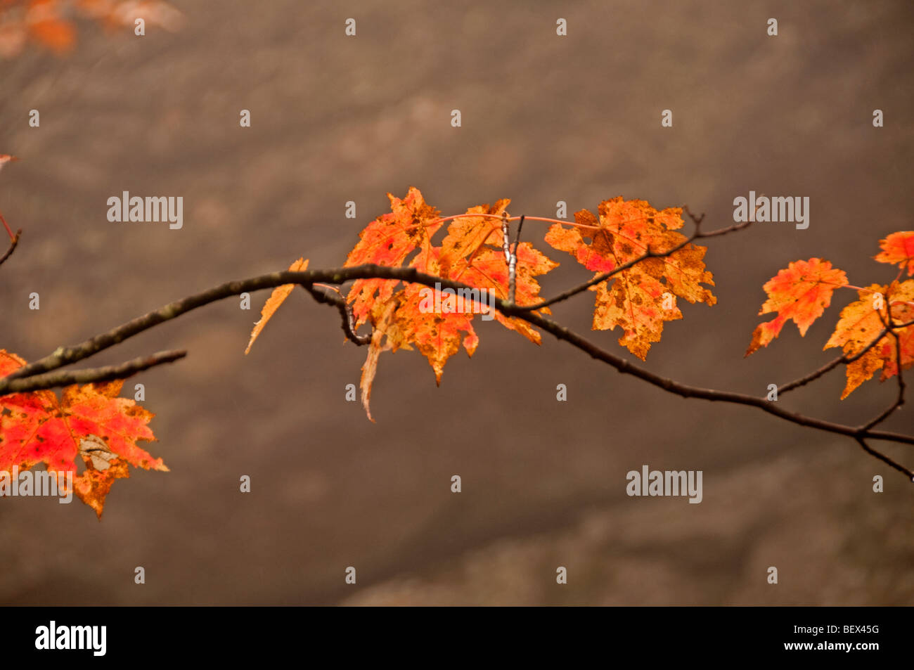 Grayson highlands state park hi-res stock photography and images - Alamy
