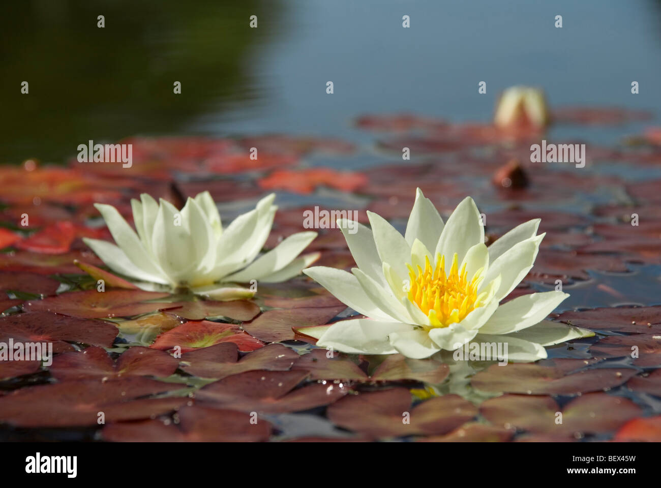 Helvola water lily hi-res stock photography and images - Alamy