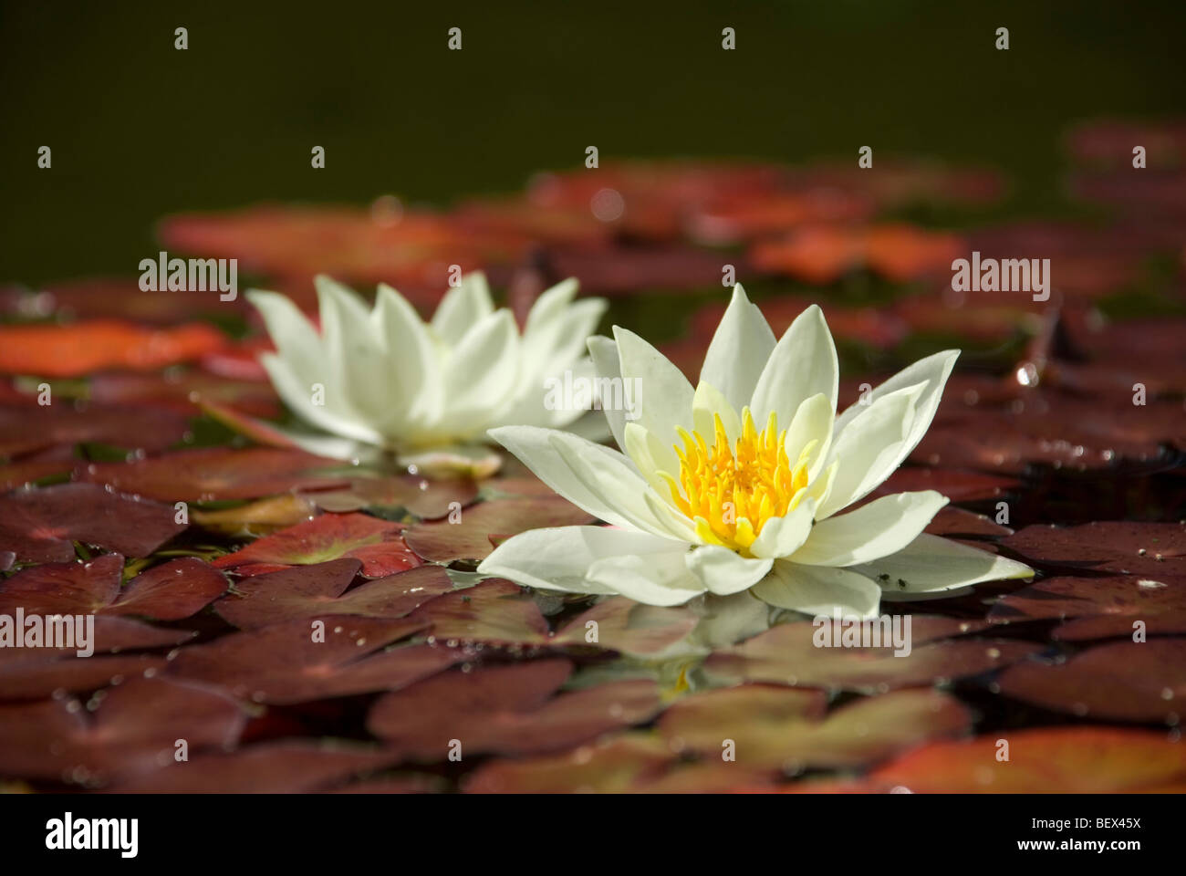 Nymphaea pygmaea 'Helvola' Stock Photo - Alamy
