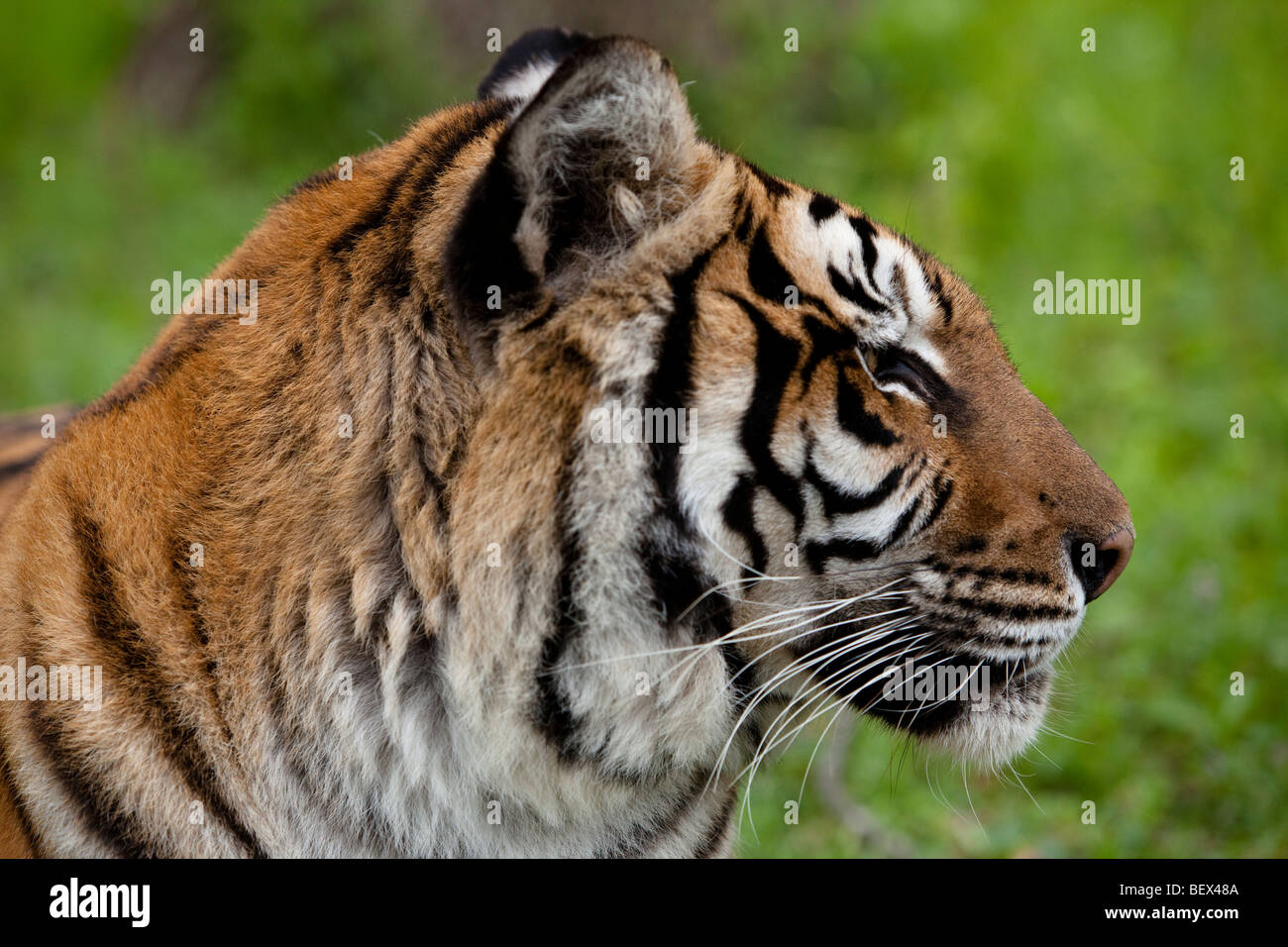 Profile of Crouching Tiger, male cat, Endangered Species Stock Photo ...