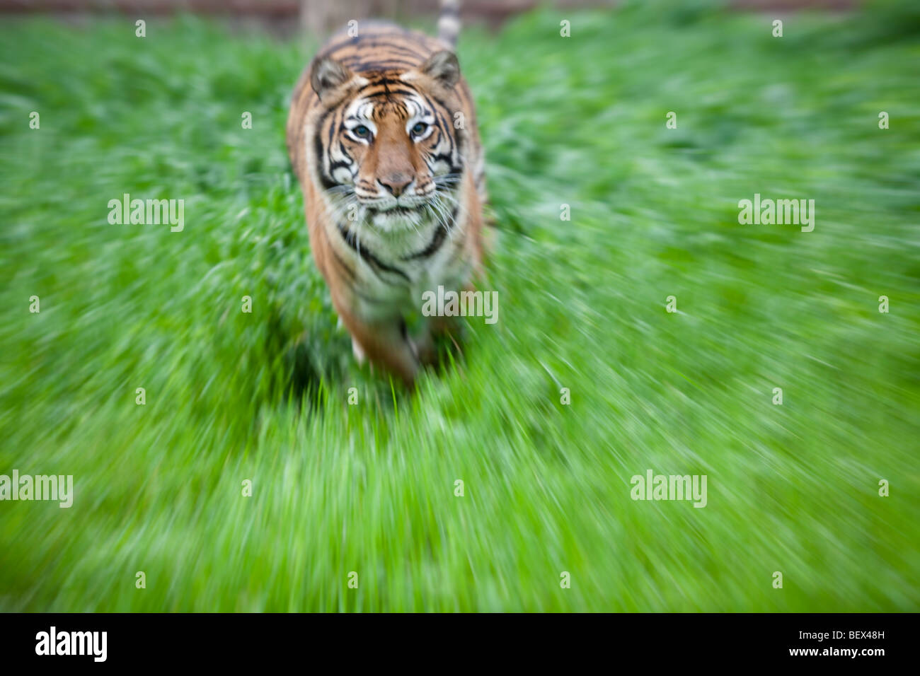 Hunting tiger in africa hi-res stock photography and images - Alamy