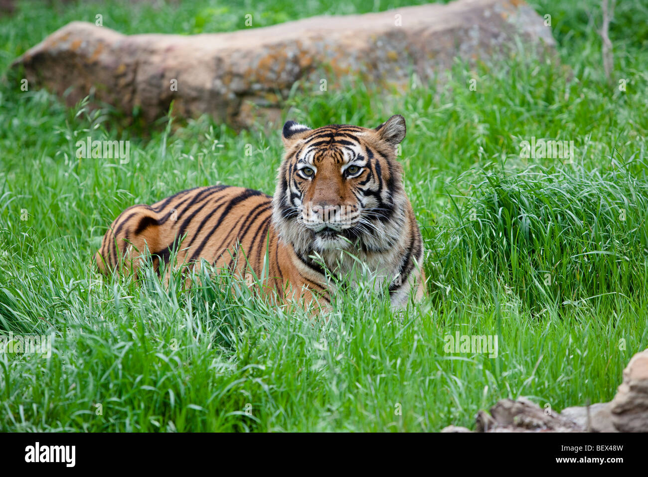 Crouching Tiger High Resolution Stock Photography and Images - Alamy
