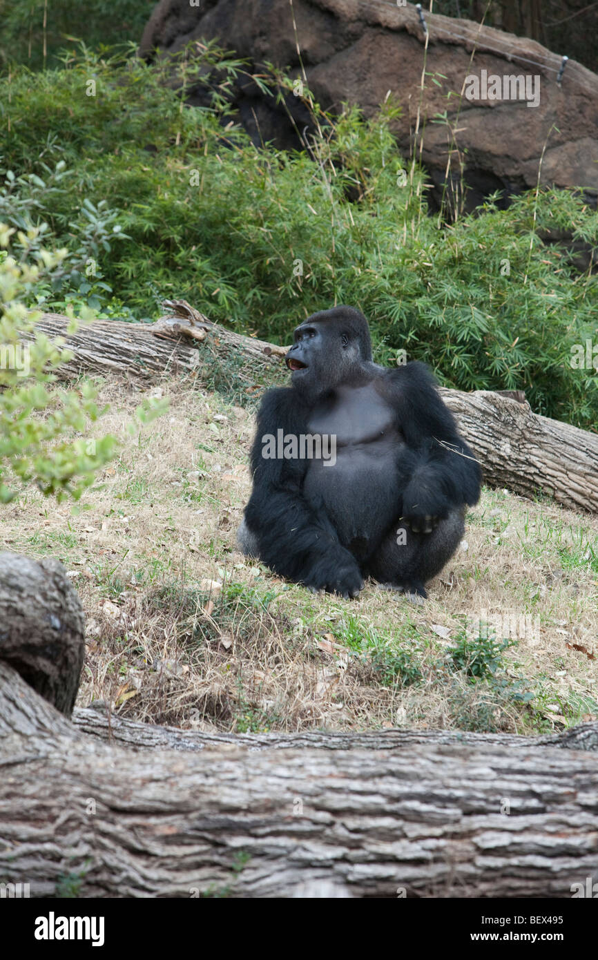 Western Lowland Gorilla, adult male Stock Photo - Alamy