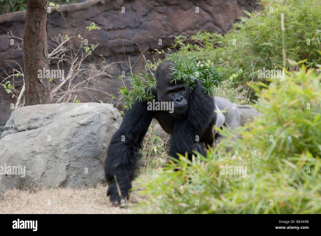 Western Lowland Gorilla, adult male Stock Photo - Alamy