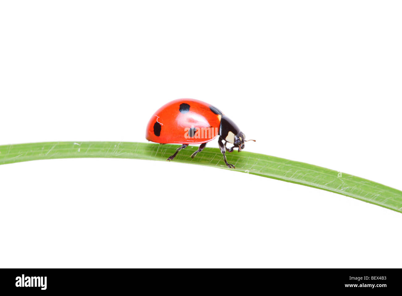 Ladybird walking on a leaf isolated on white background Stock Photo - Alamy