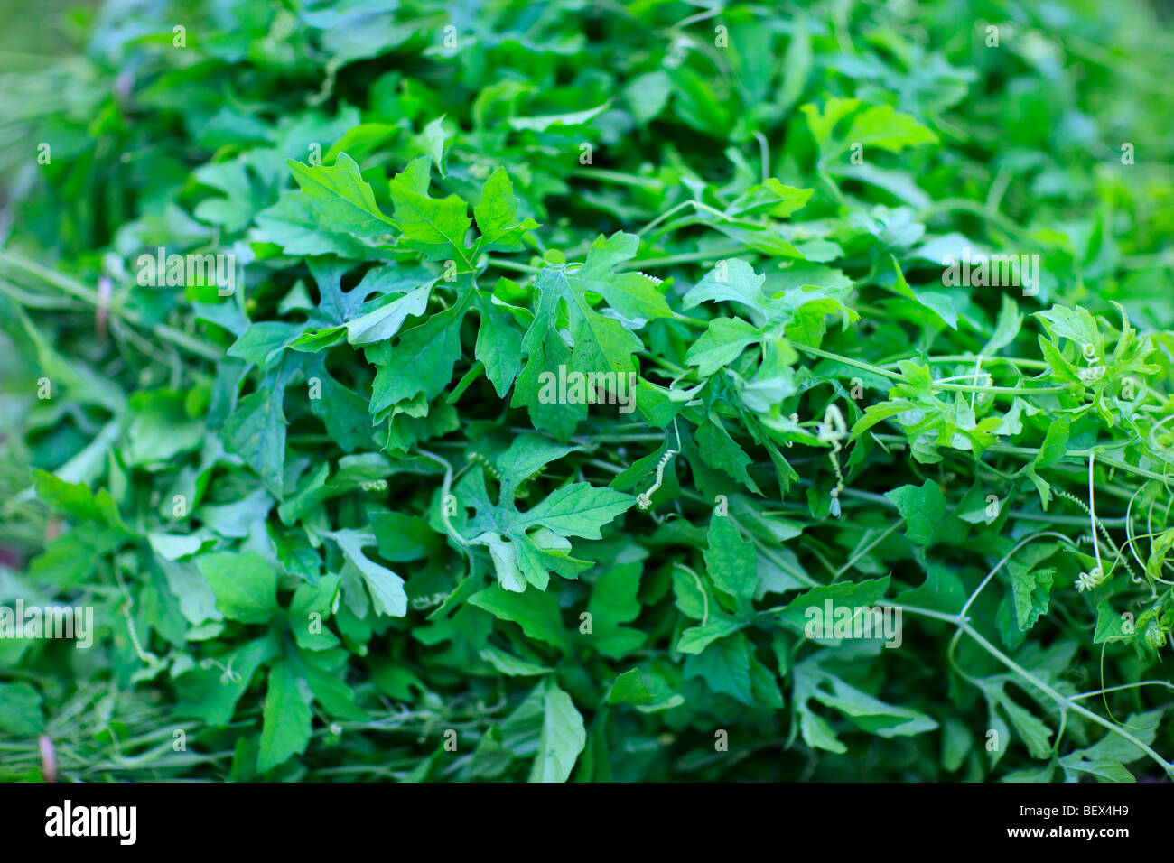 Coriand hi-res stock photography and images - Alamy