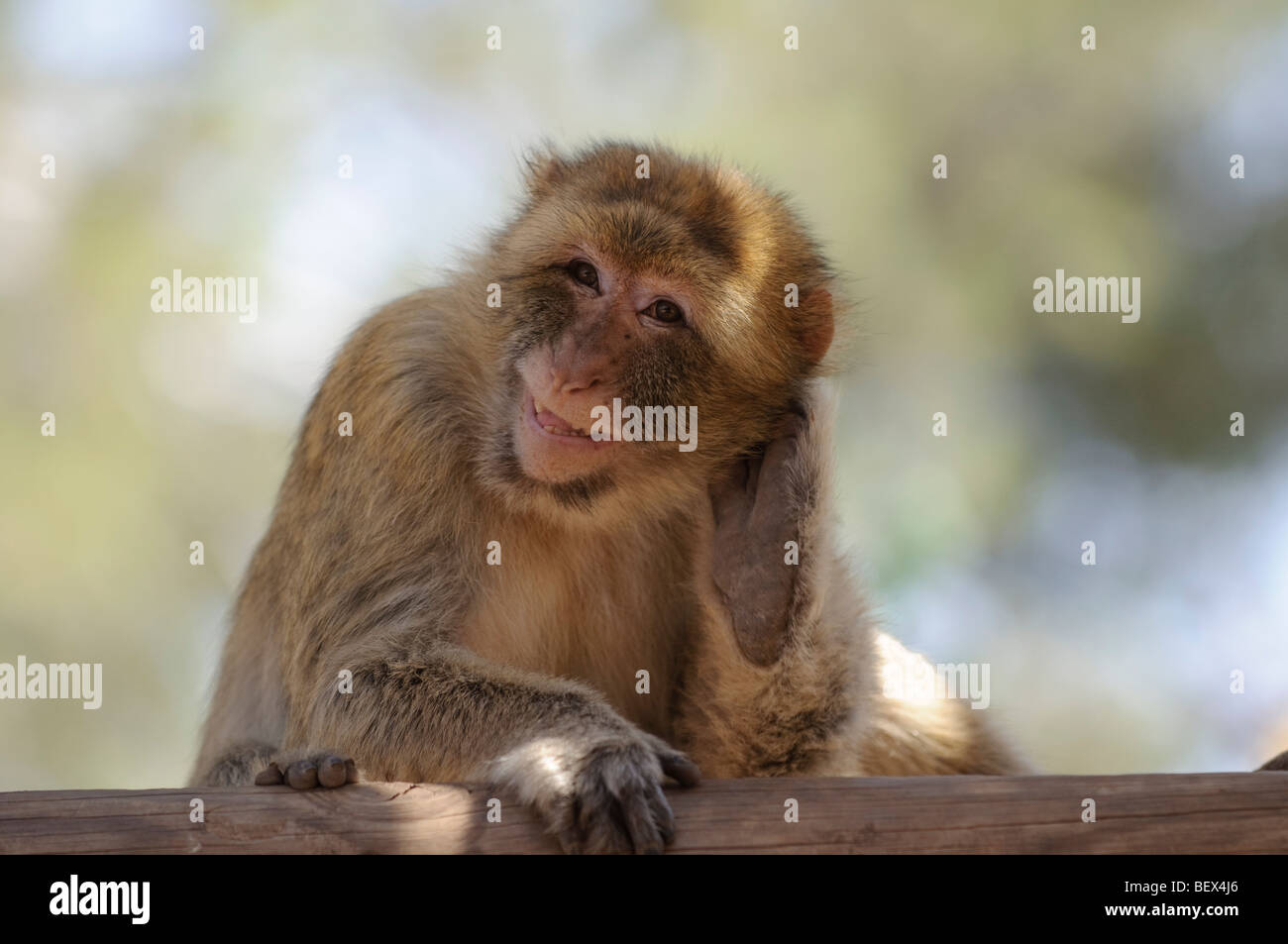 Barbary Macaque Smile