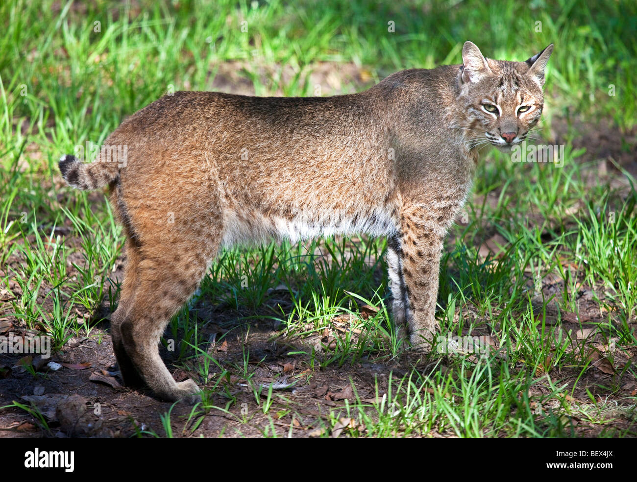 Bobcat, lynx rufus Stock Photo - Alamy