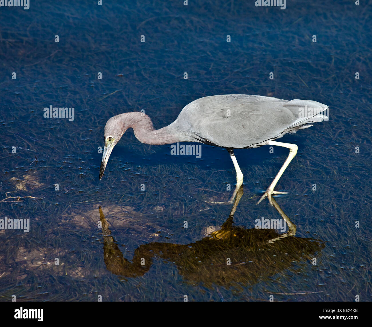 Little Blue Heron, Egretta caerulea Stock Photo - Alamy