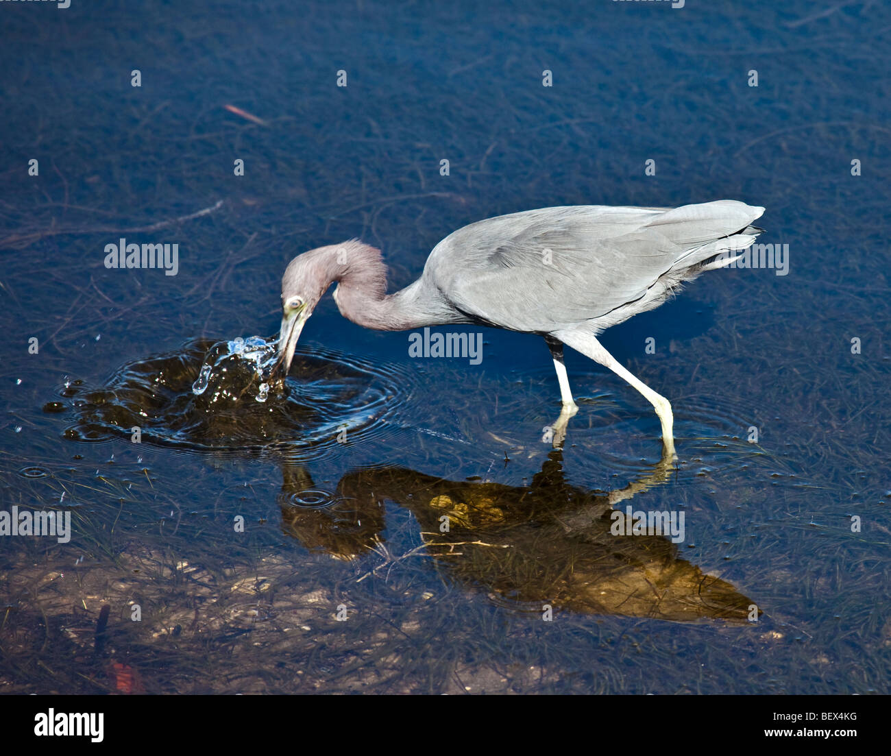 Little blue heron profile hi-res stock photography and images - Alamy