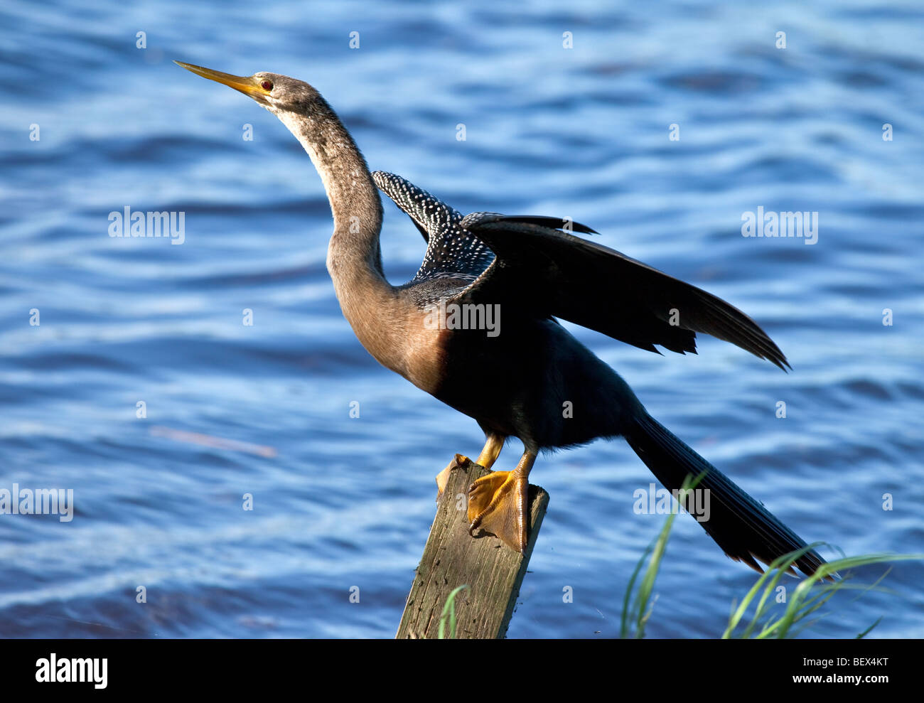 Anhinga, anhinga anhinga Stock Photo - Alamy