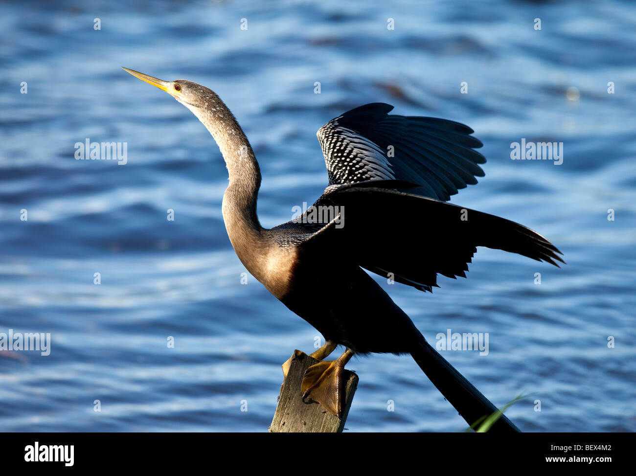 Anhinga, anhinga anhinga Stock Photo - Alamy
