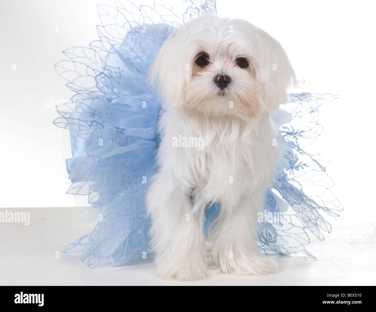 Smiling maltese hi-res stock photography and images - Alamy