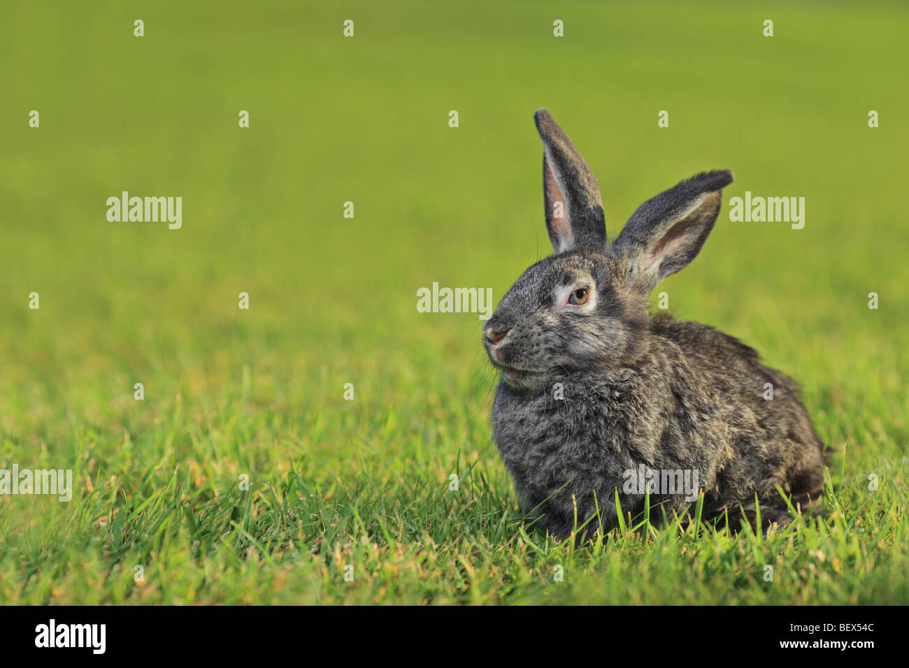 A rabbit on green grass Stock Photo - Alamy