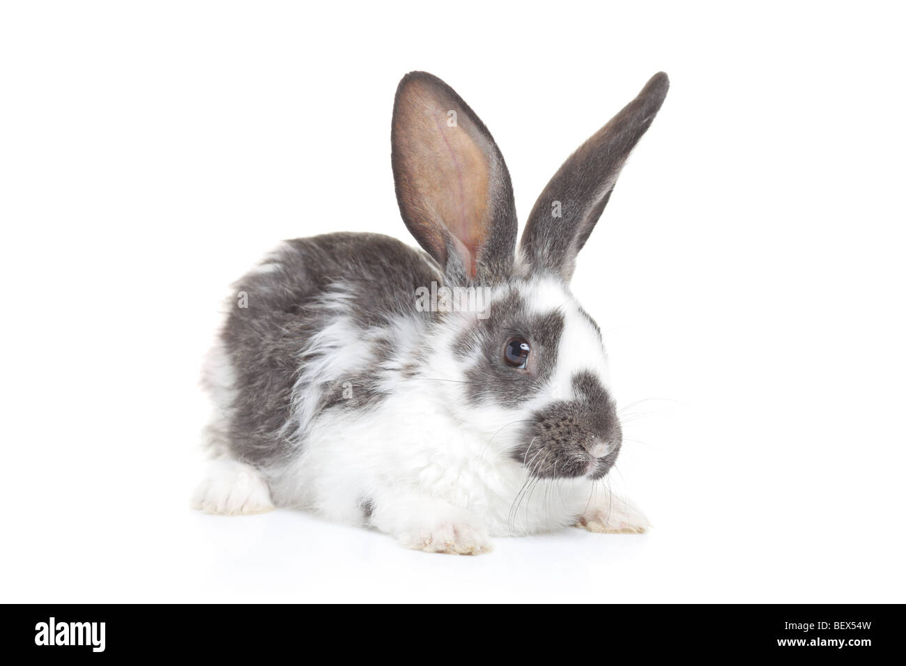 A rabbit isolated on white background Stock Photo - Alamy