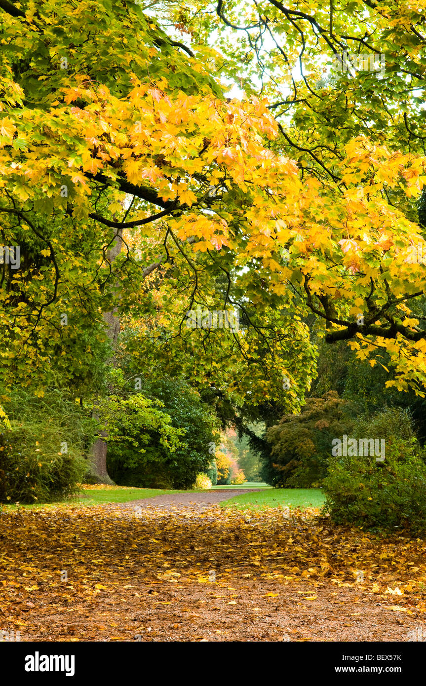 Westonbirt arboretum maples hi-res stock photography and images - Alamy