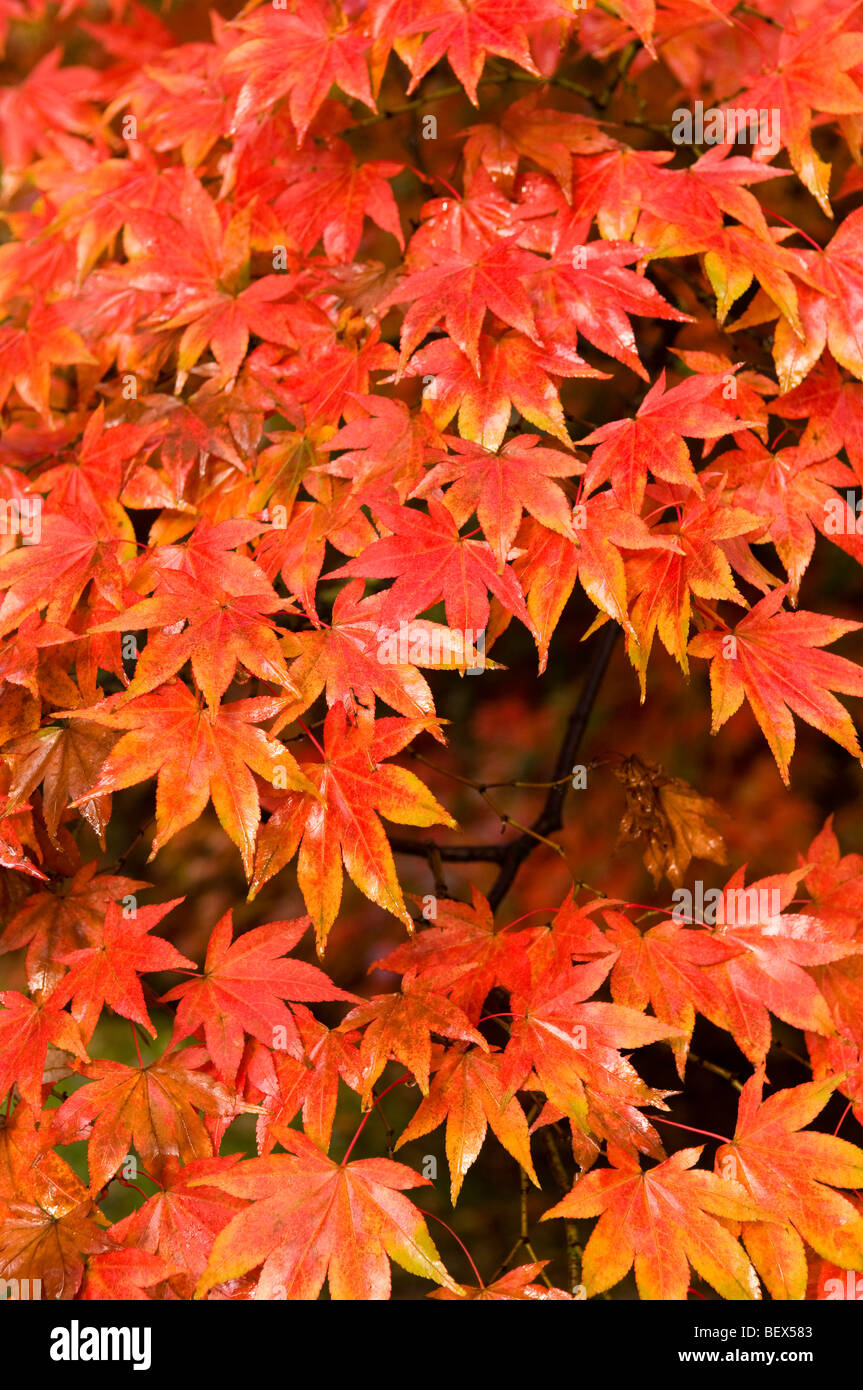 Acer palmatum amoenum hi-res stock photography and images - Alamy