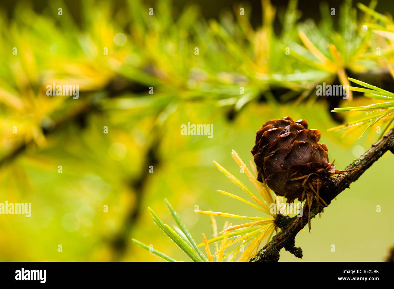 Japanese larch tree uk hi-res stock photography and images - Alamy